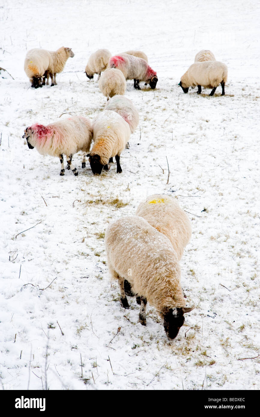 Wintery sheep hi-res stock photography and images - Alamy