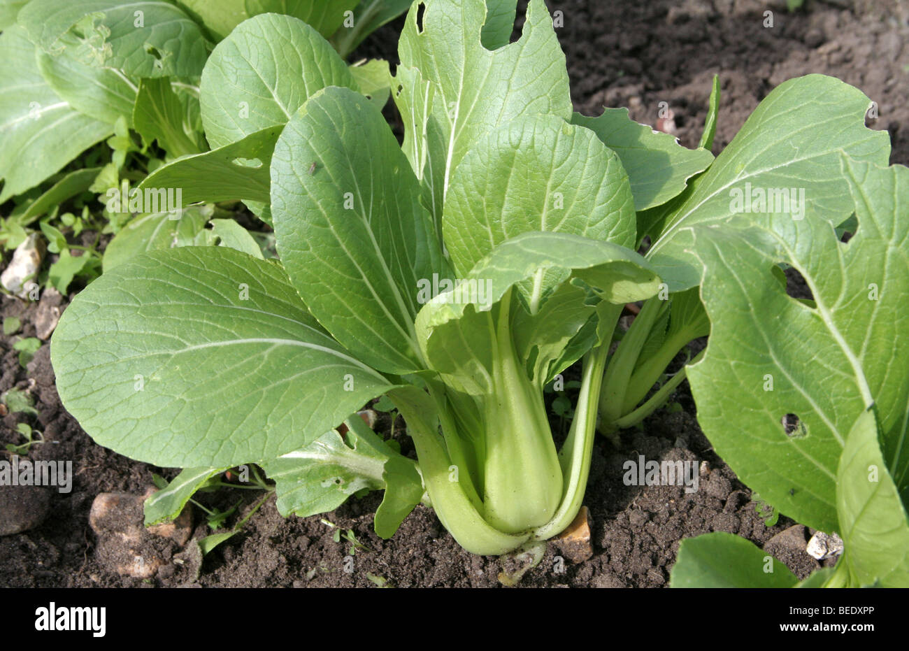 Pak choi growing hi-res stock photography and images - Alamy
