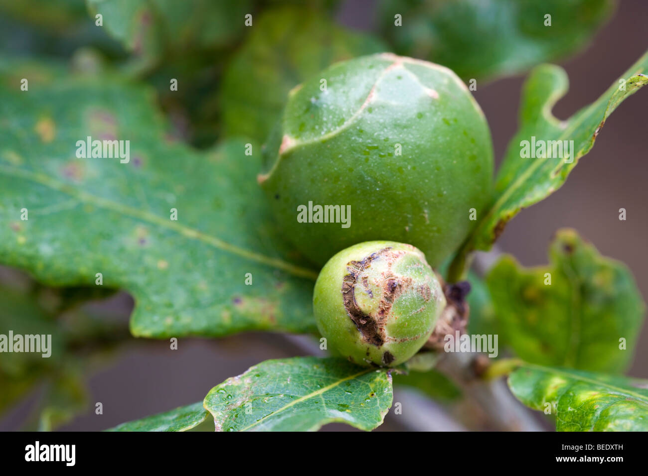 Marble gall on oak; caused by Andricus kollaris wasp Stock Photo - Alamy