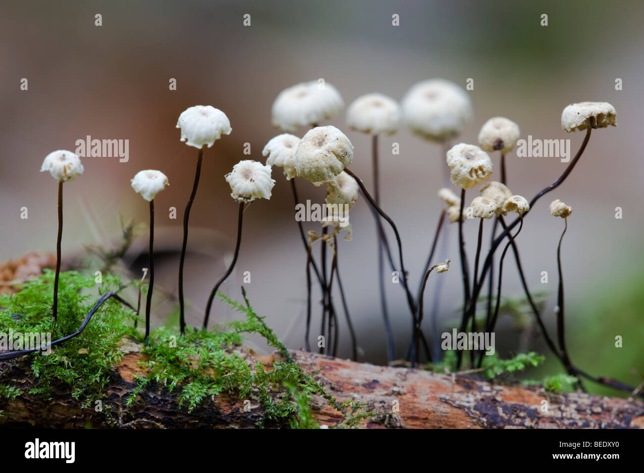 Toadstool hi-res stock photography and images - Alamy