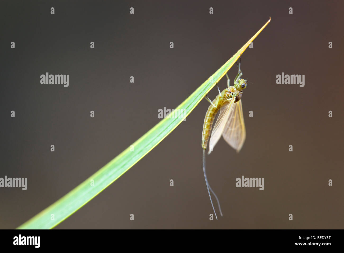 Mayfly uk hi-res stock photography and images - Alamy
