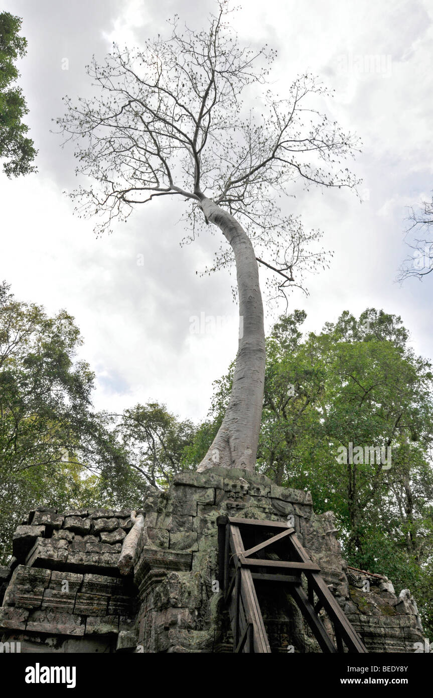 Tetrameles tree (Tetrameles nudiflora), tree's roots overgrowing the ...
