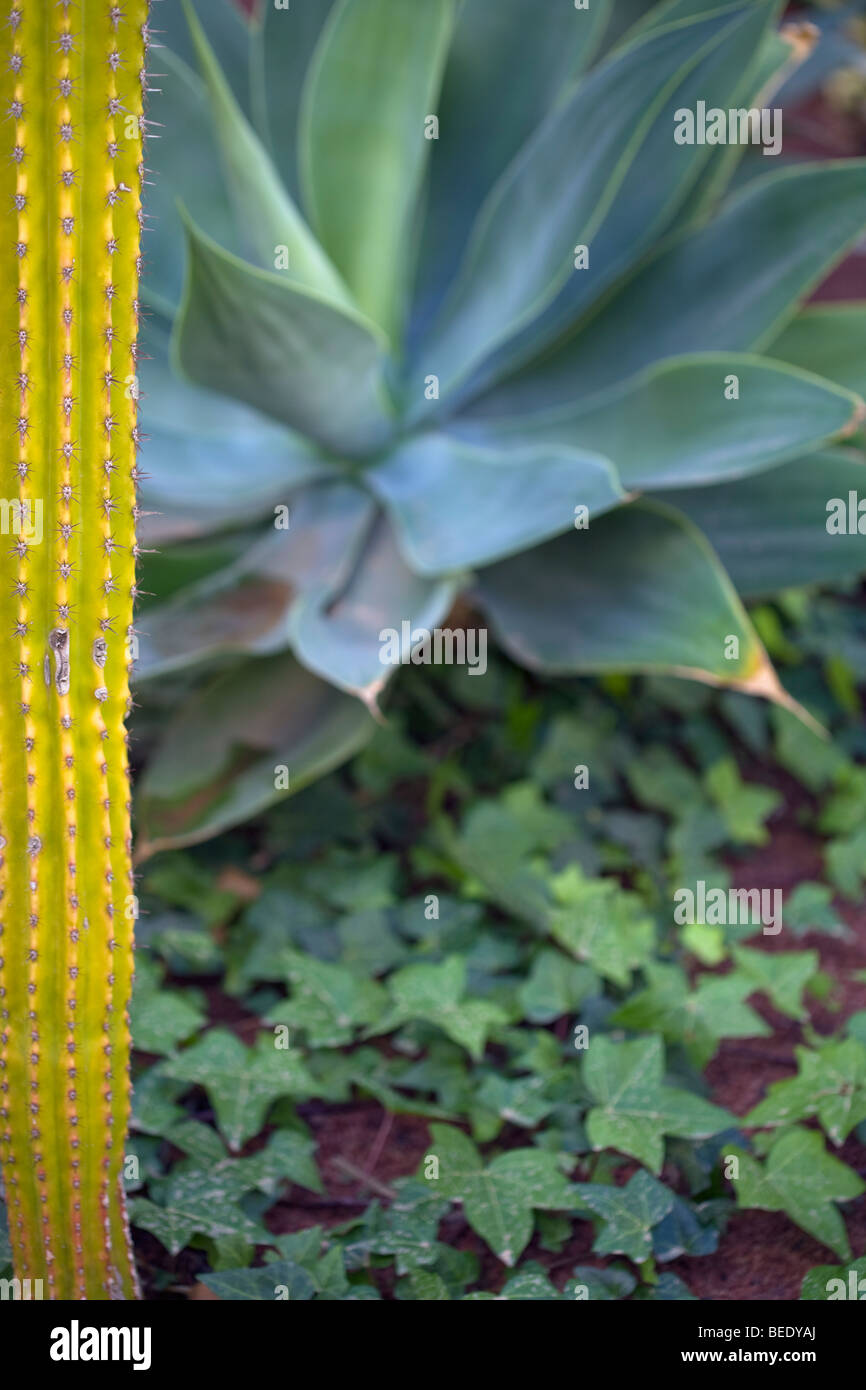 Thin Cactus Stock Photos & Thin Cactus Stock Images - Alamy