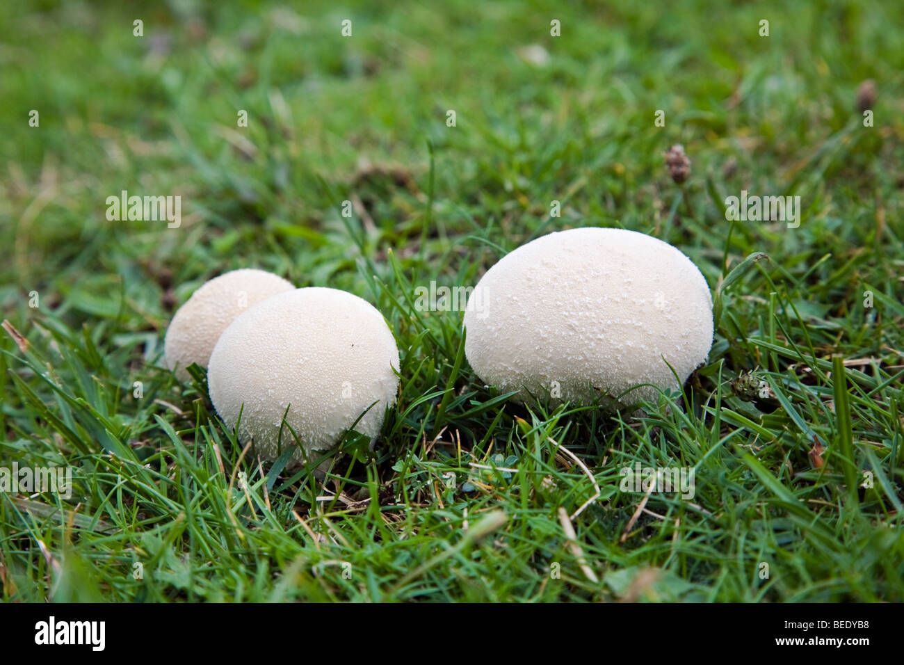 Meadow puffball; Vascellum pratense Stock Photo - Alamy