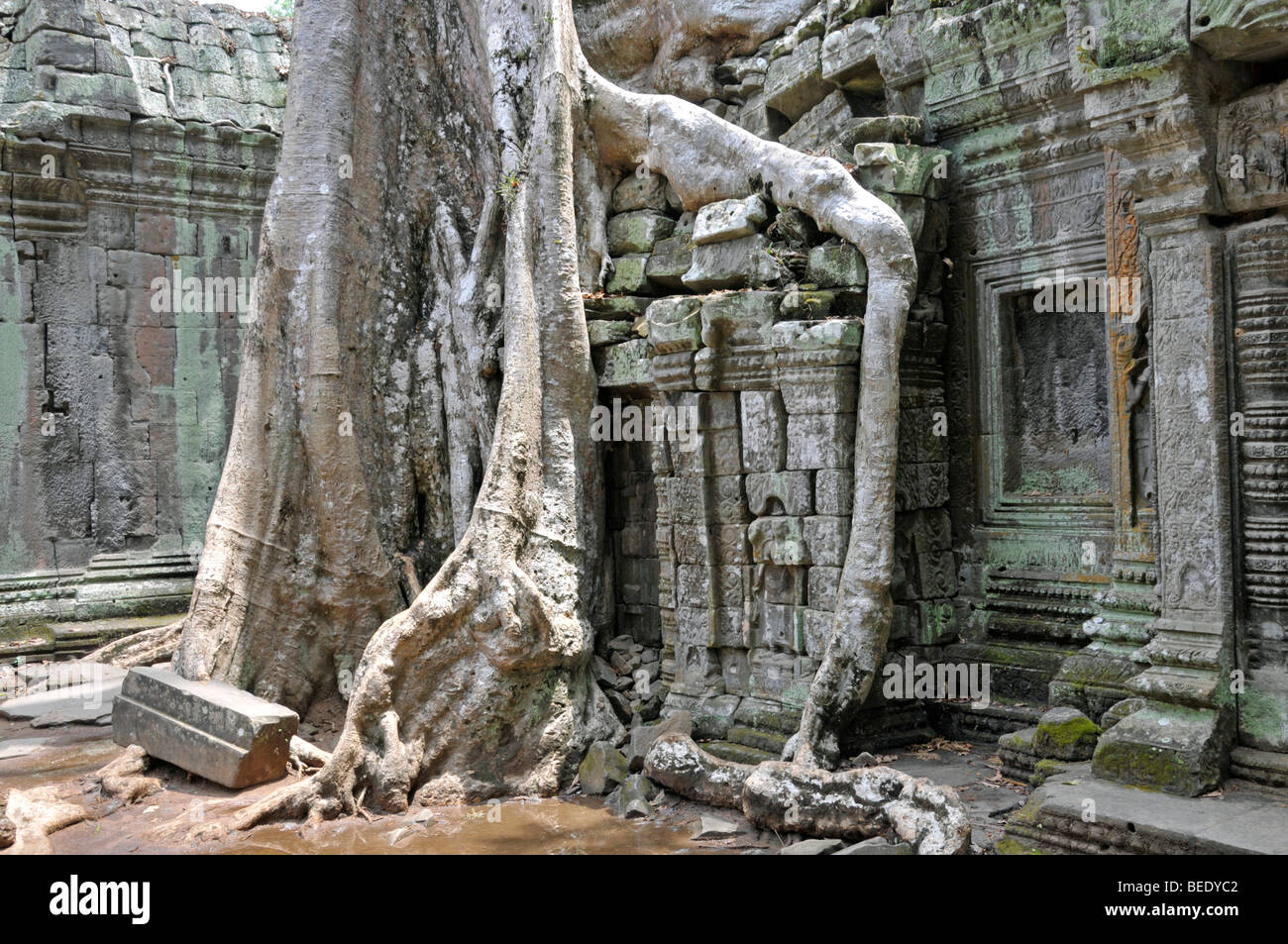 Tetrameles tree (Tetrameles nudiflora), tree's roots overgrowing the ...