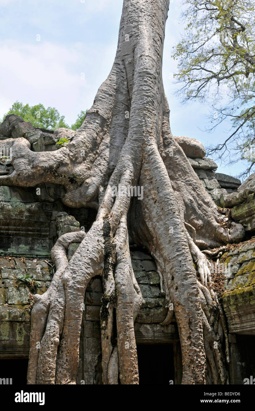 Tetrameles tree (Tetrameles nudiflora), tree's roots overgrowing the ...