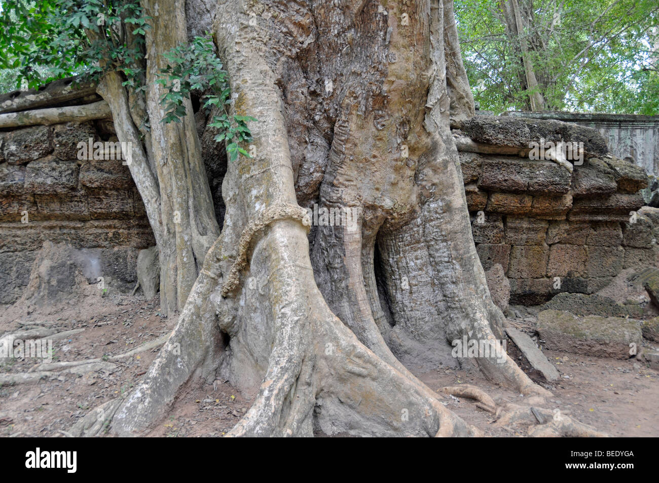 Tetrameles tree (Tetrameles nudiflora), tree's roots overgrowing the ...