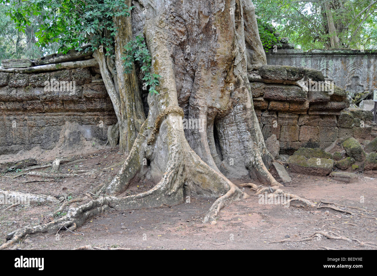 Tetrameles tree (Tetrameles nudiflora), tree's roots overgrowing the ...