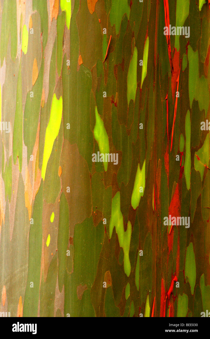 Colorful bark of the rainbow eucalyptus tree Stock Photo - Alamy