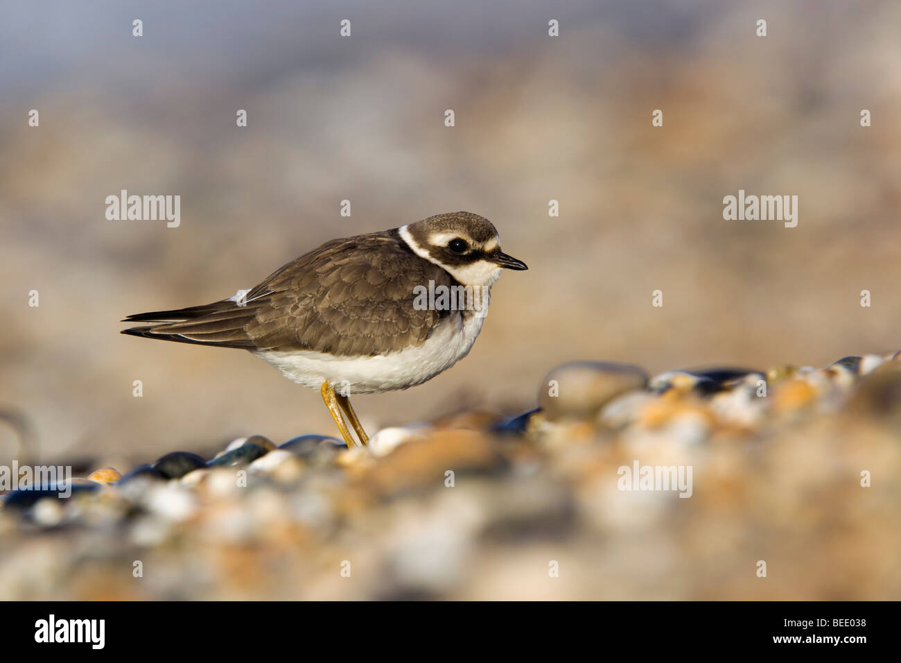 Ringed plover; Charadrius hiaticula; juvenile Stock Photo - Alamy