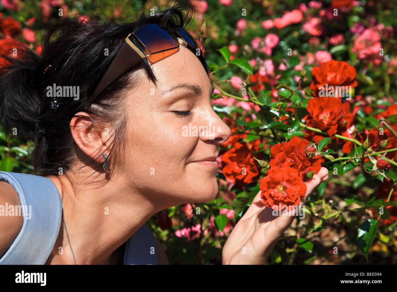 Old roses variety hi-res stock photography and images - Alamy