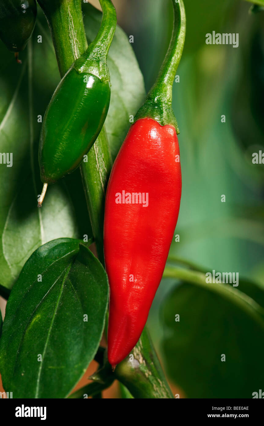Red and green capsicum Stock Photo - Alamy