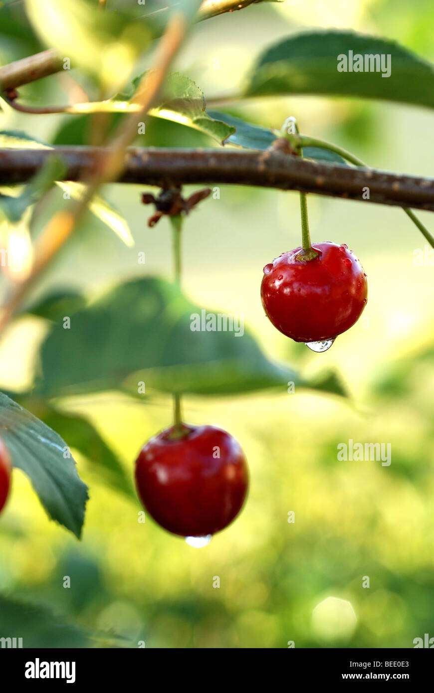 Morello cherry hi-res stock photography and images - Alamy