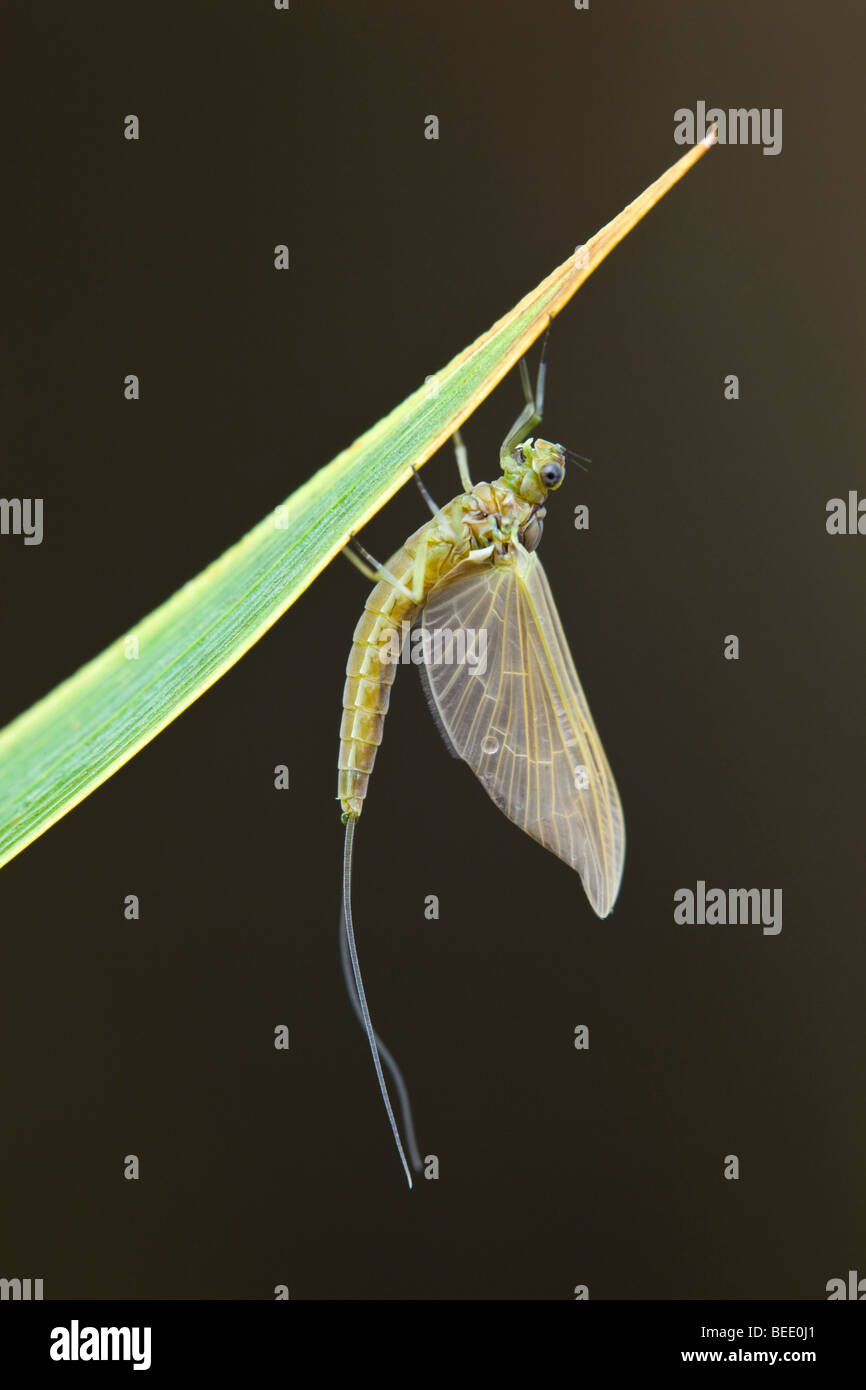 Mayfly hi-res stock photography and images - Alamy