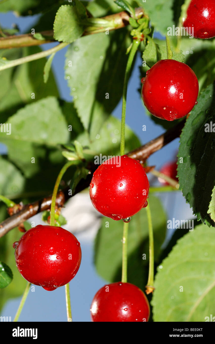 Morello tree in garden hi-res stock photography and images - Alamy