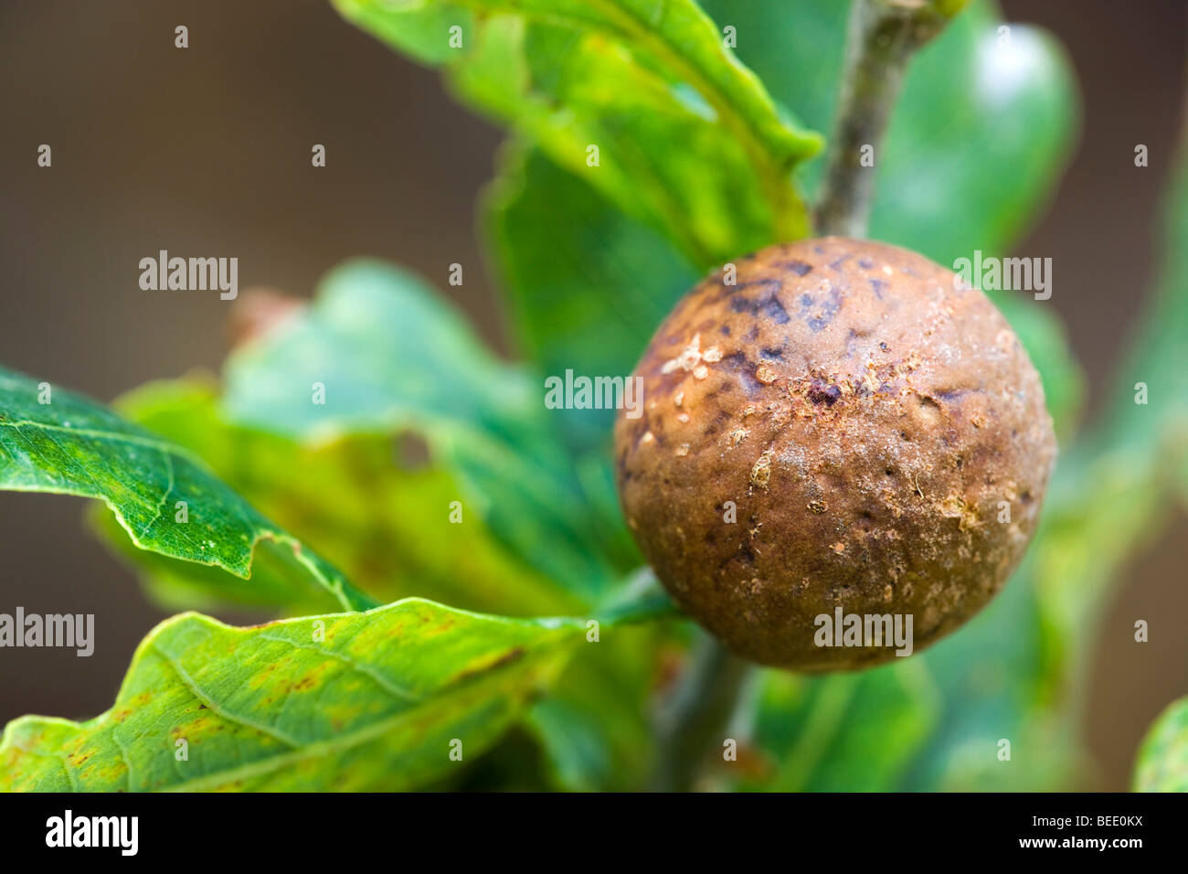 Oak Marble Gall Stock Photos & Oak Marble Gall Stock Images - Alamy