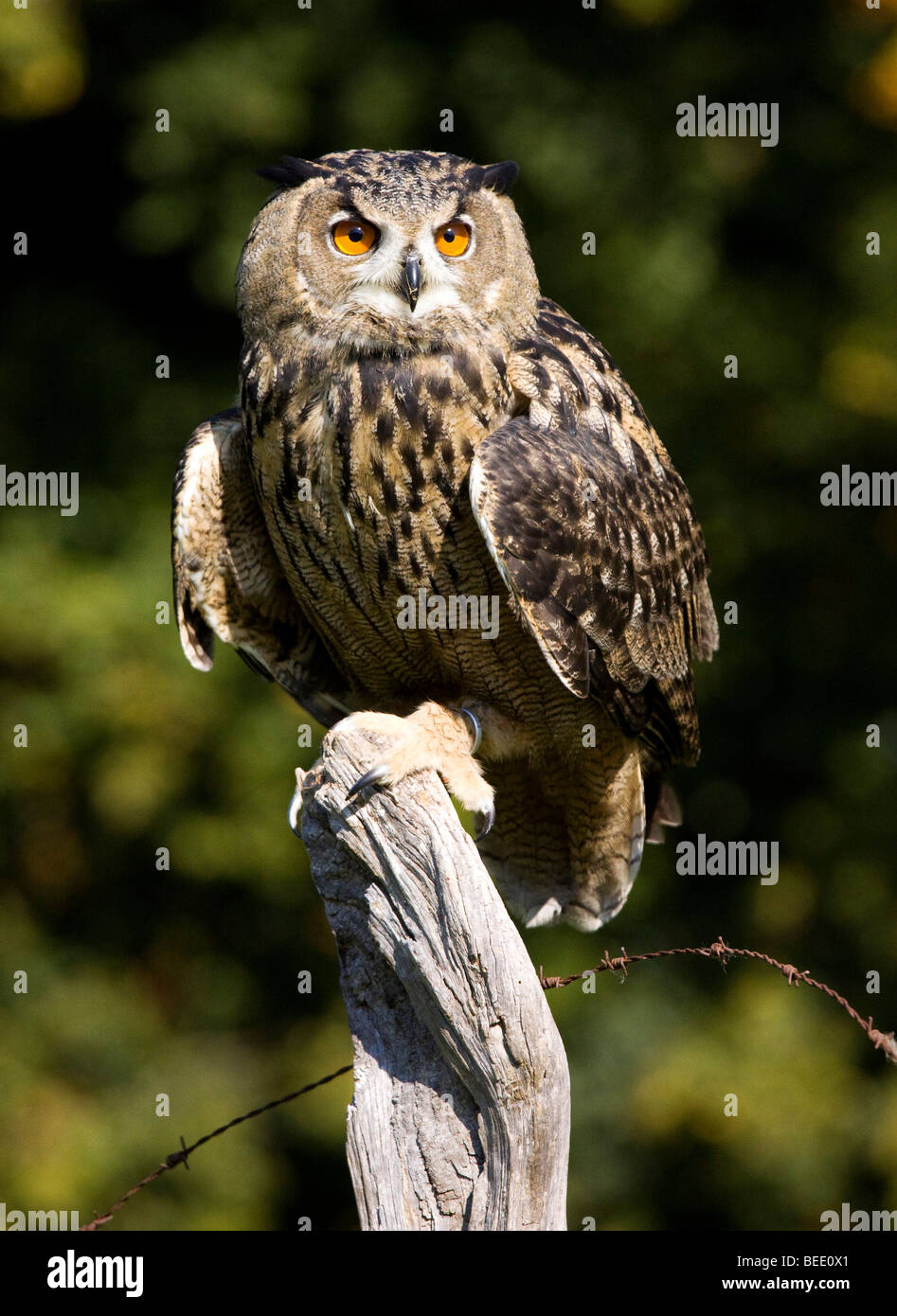 Eagle Owl (Bubo bubo Stock Photo - Alamy