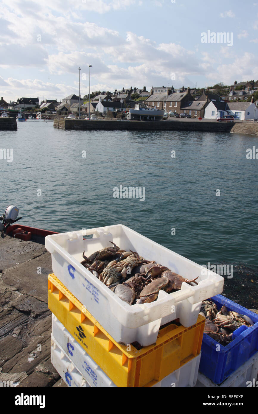 Scottish crabs hi-res stock photography and images - Alamy