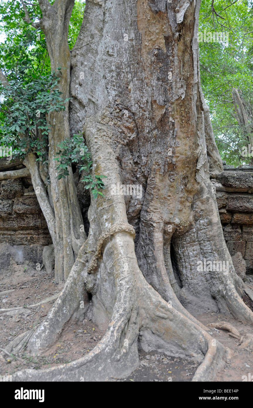 Tetrameles tree (Tetrameles nudiflora), tree's roots overgrowing the ...