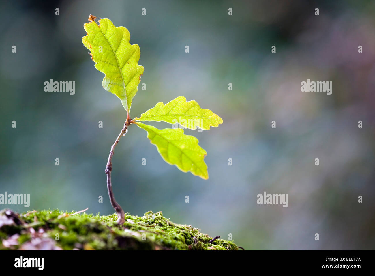Oak Sapling High Resolution Stock Photography and Images - Alamy