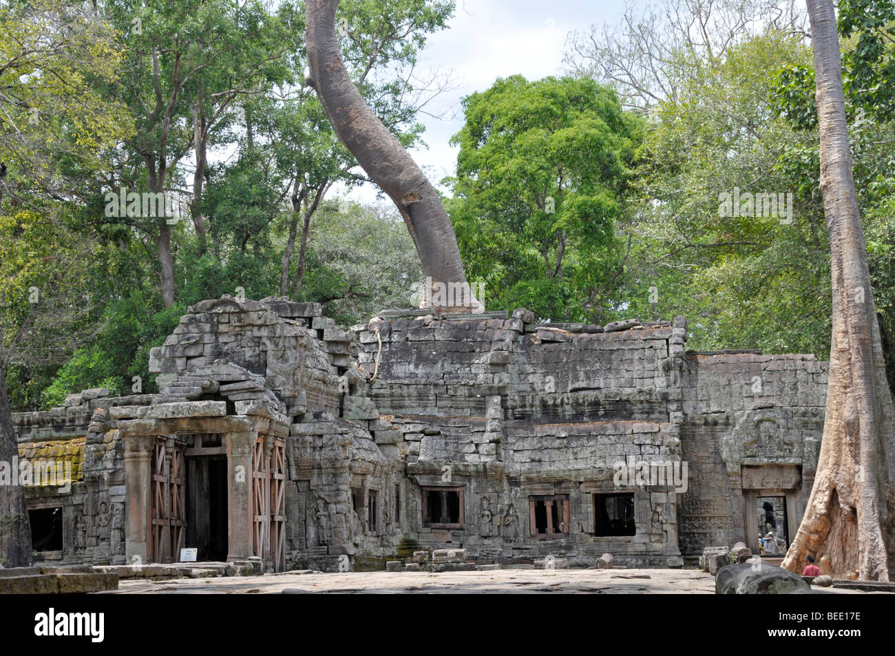 Tetrameles tree (Tetrameles nudiflora), tree's roots overgrowing the ...