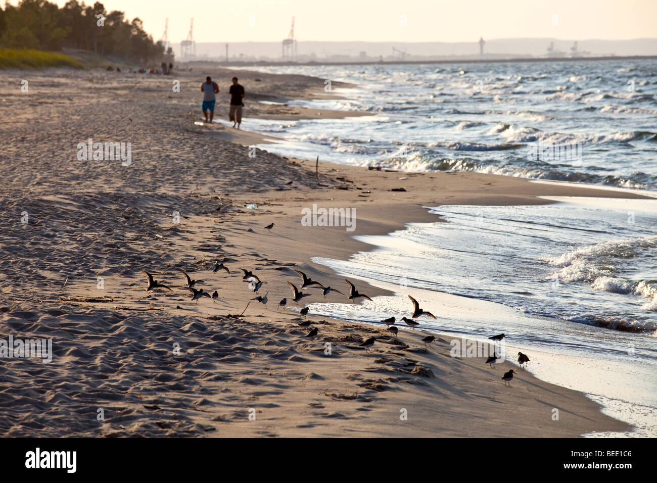 Landscape of Sobieszewska Island beach nature park in Gdansk, Poland ...