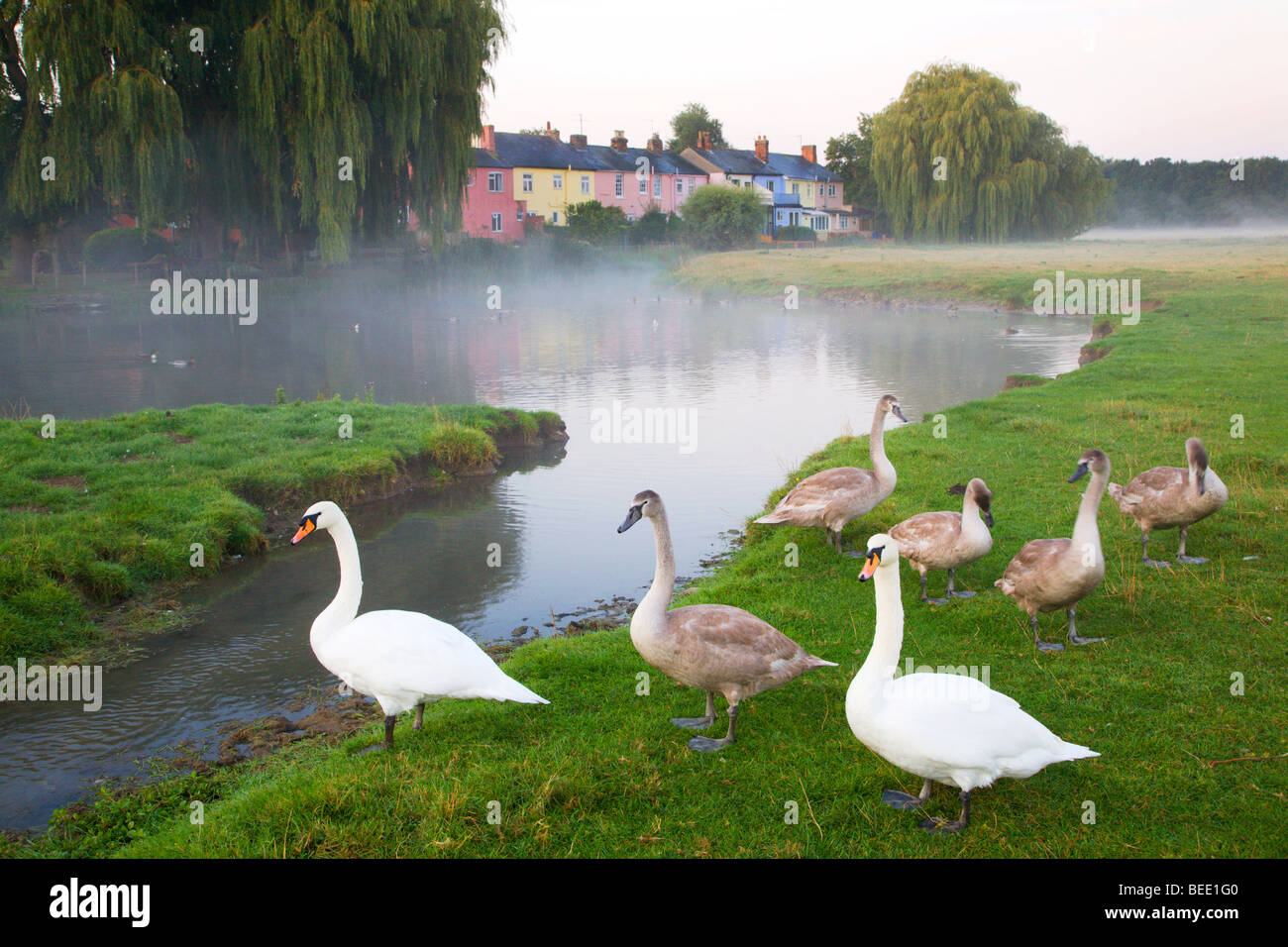 Water Meadows Sudbury Suffolk England Stock Photo - Alamy