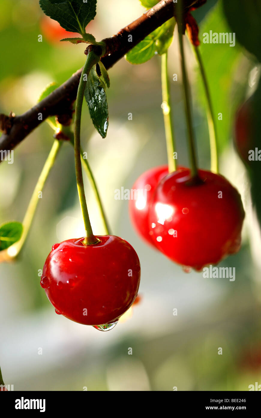 Morello cherries hi-res stock photography and images - Alamy