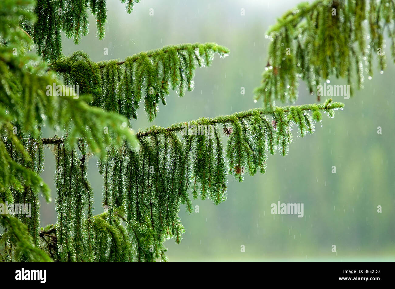 wet tree branch Stock Photo - Alamy
