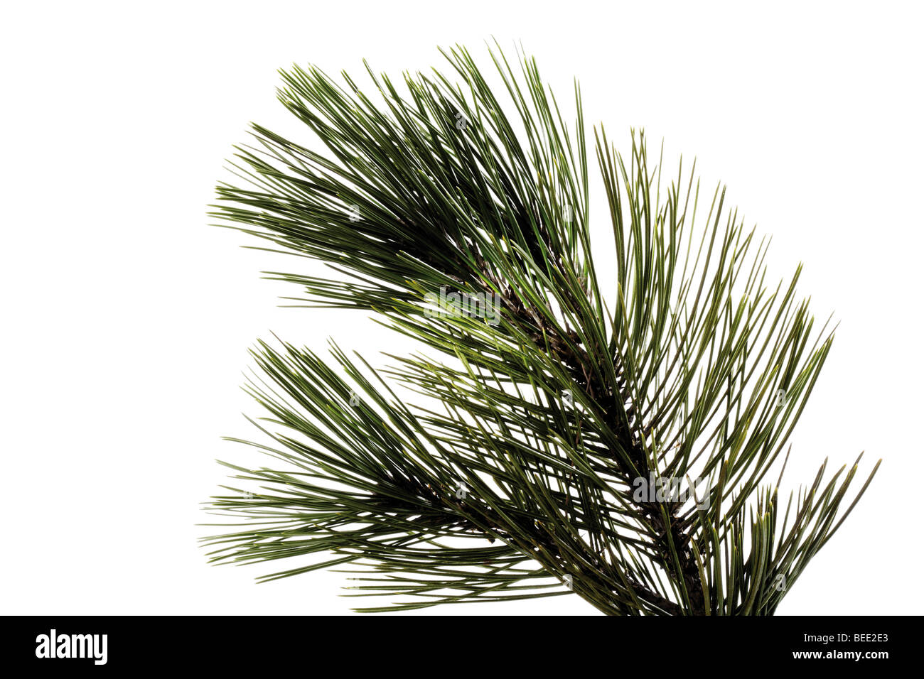 Pine (Pinus) branch Stock Photo - Alamy