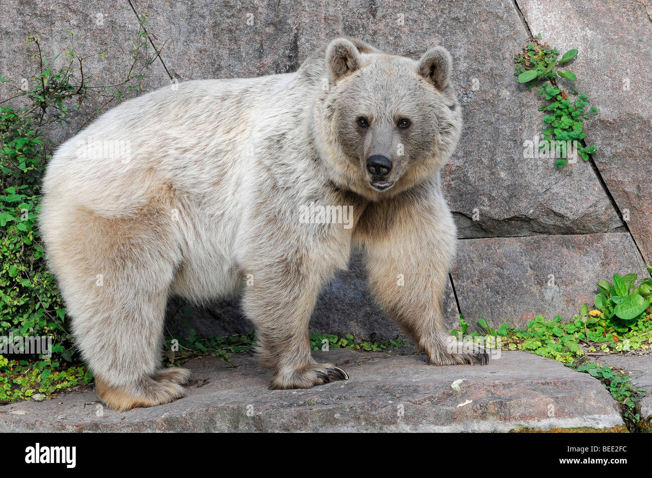 Syrian Brown Bear