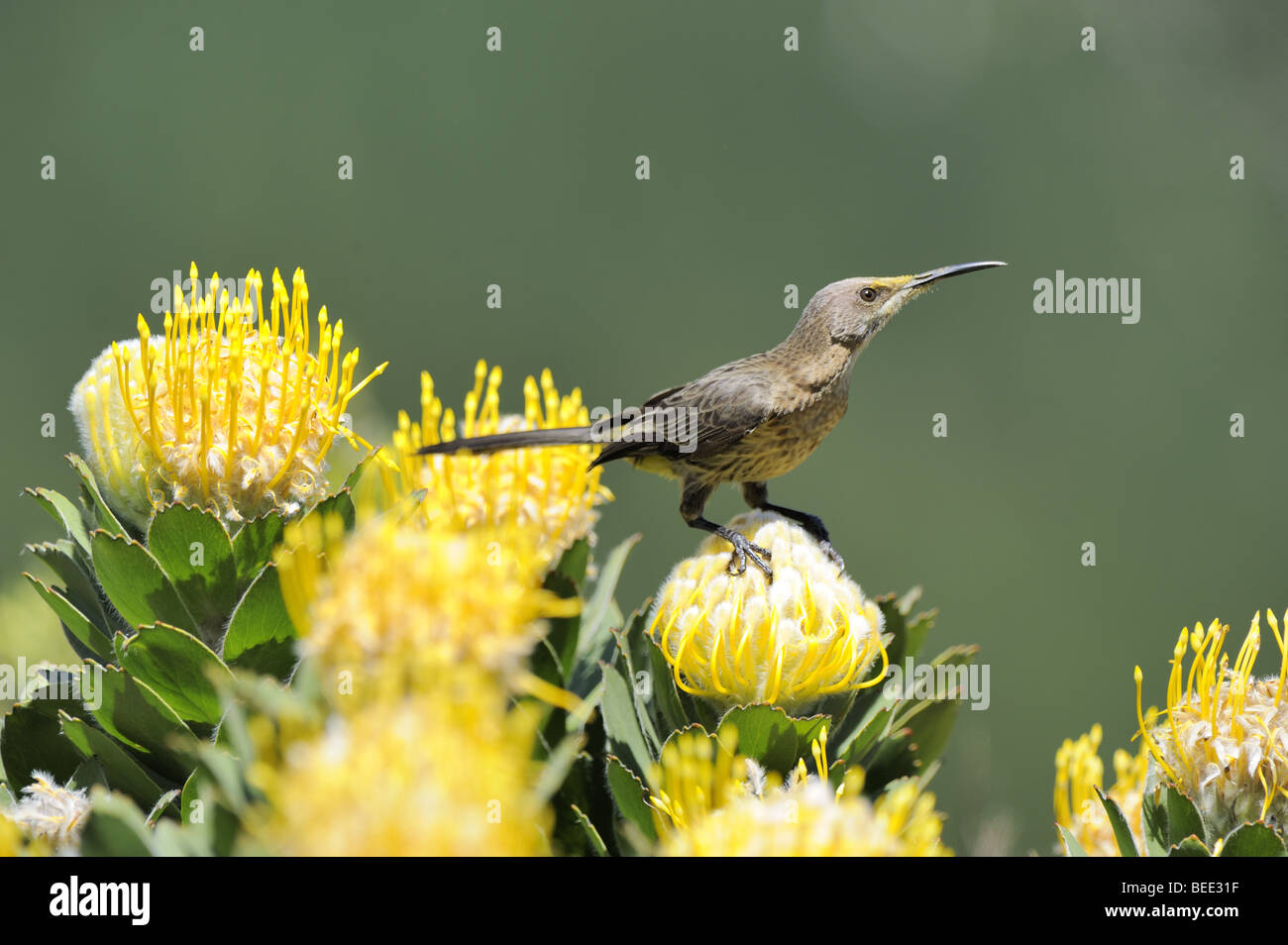 Cape Sugarbird feeding in Yellow Pincushion Protea Flower Stock Photo ...