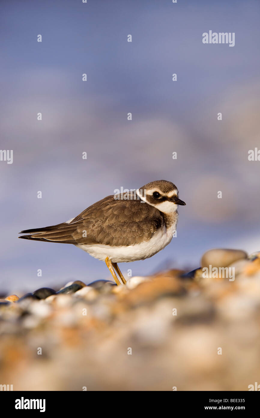 Ringed plover; Charadrius hiaticula; juvenile Stock Photo - Alamy