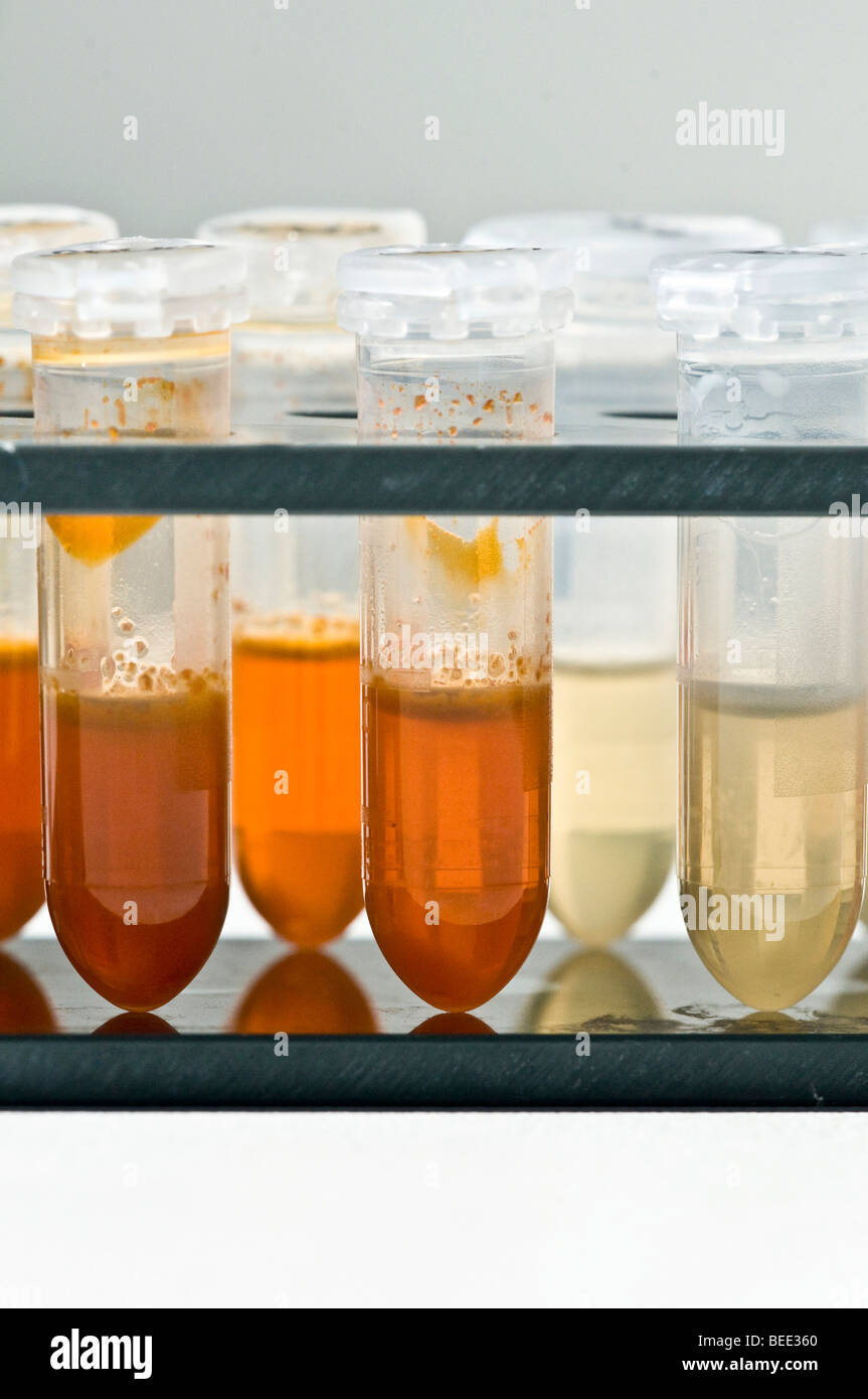 Test tube rack Stock Photo - Alamy