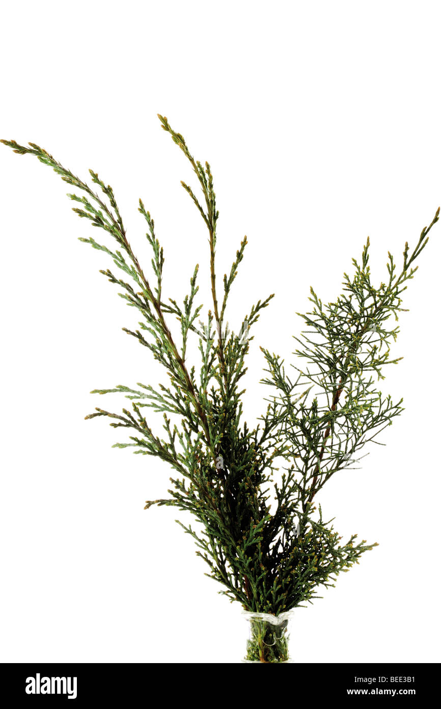 Juniper (Juniperus) branch Stock Photo - Alamy