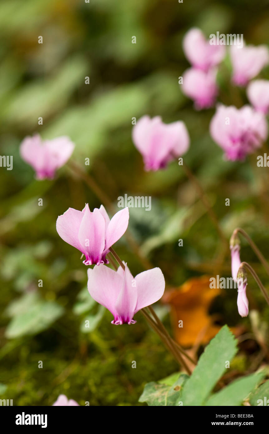 Wild cyclamen in autumn hi-res stock photography and images - Alamy