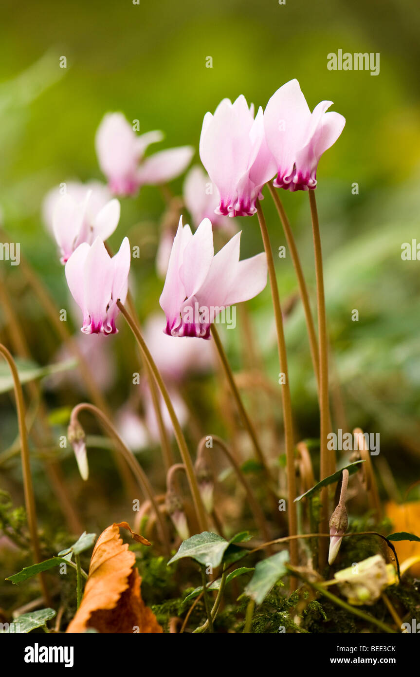 Wild cyclamen in flower Stock Photo - Alamy