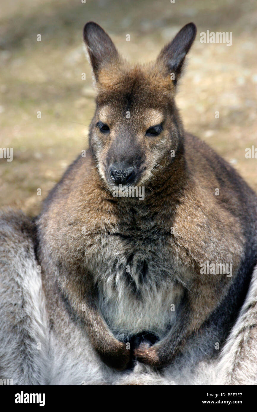 Macropus rufogriseus rufogriseus mammals mammal marsupial mammals ...