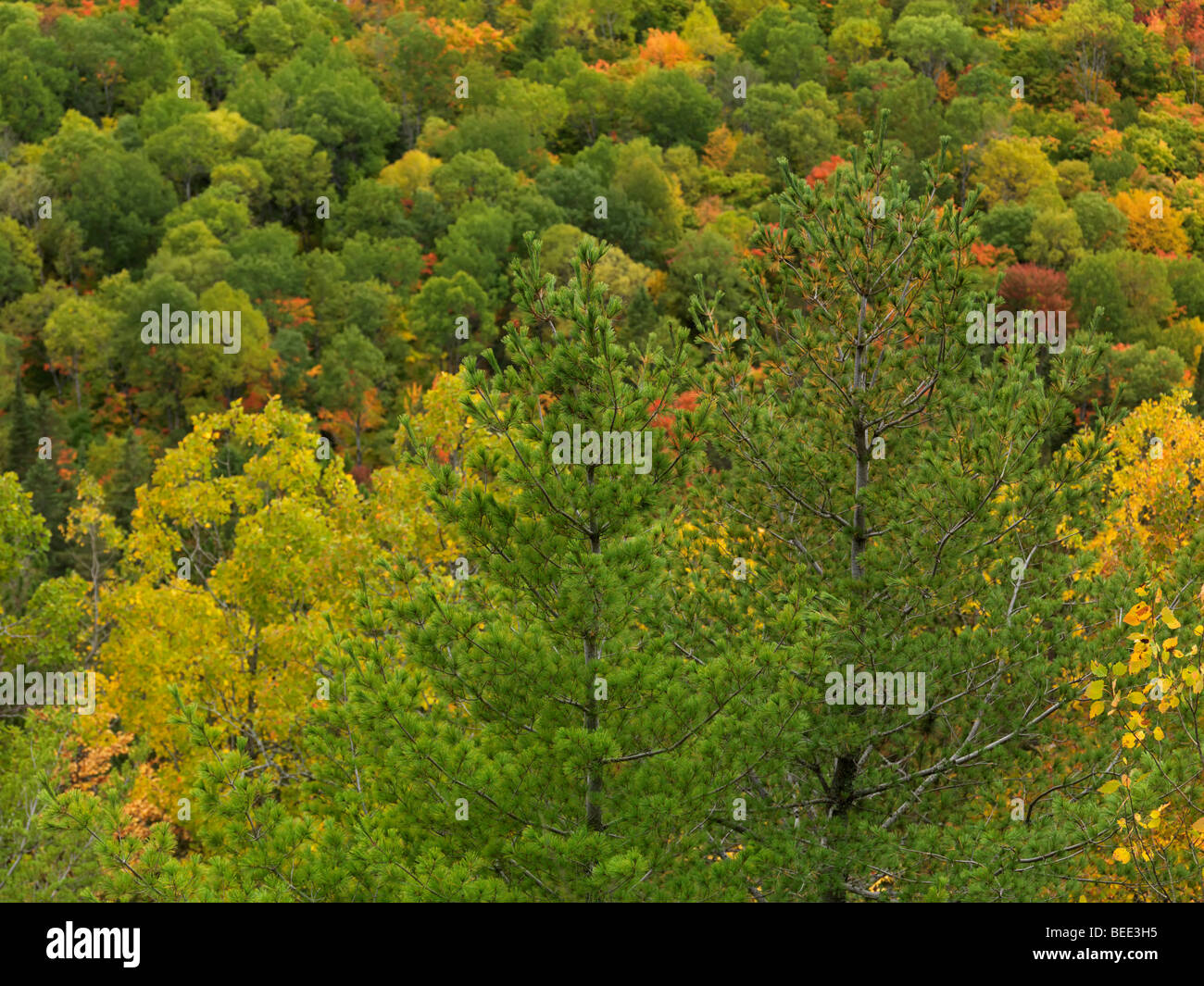 Pin tops hi-res stock photography and images - Alamy