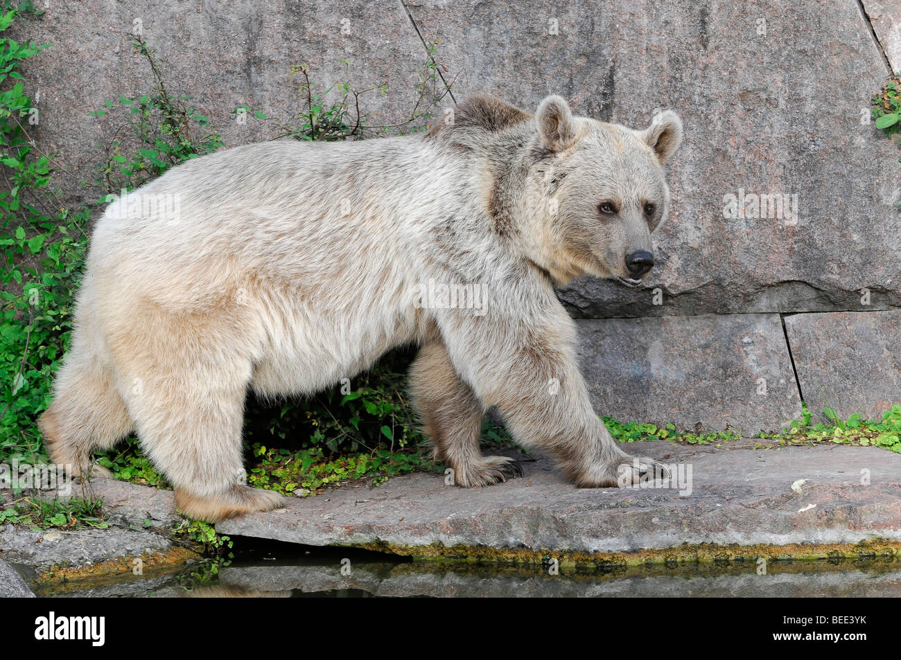 Syrian brown bear ursus syriacus hi-res stock photography and images - Alamy