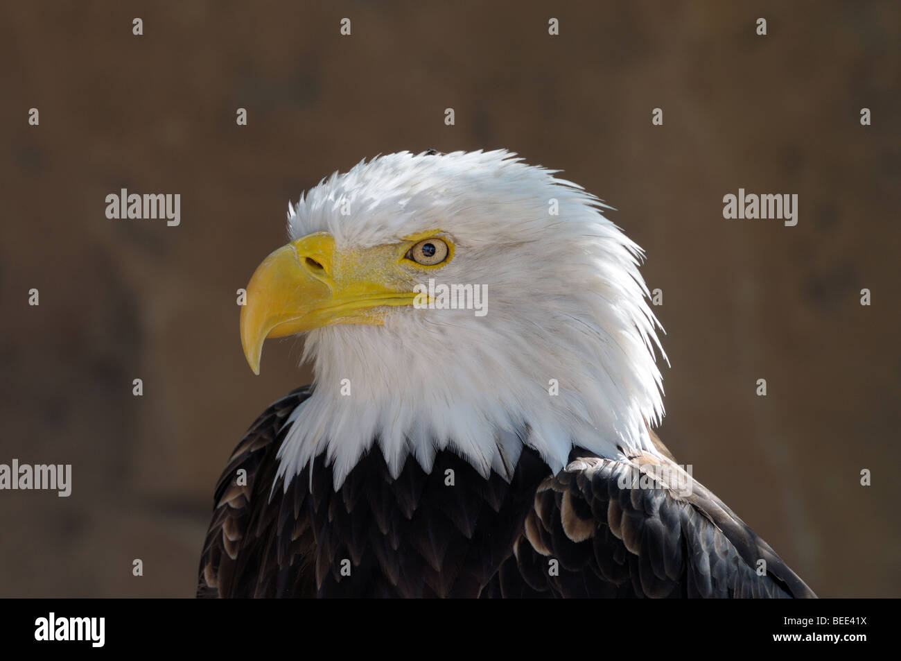 Bald eagle head hi-res stock photography and images - Alamy