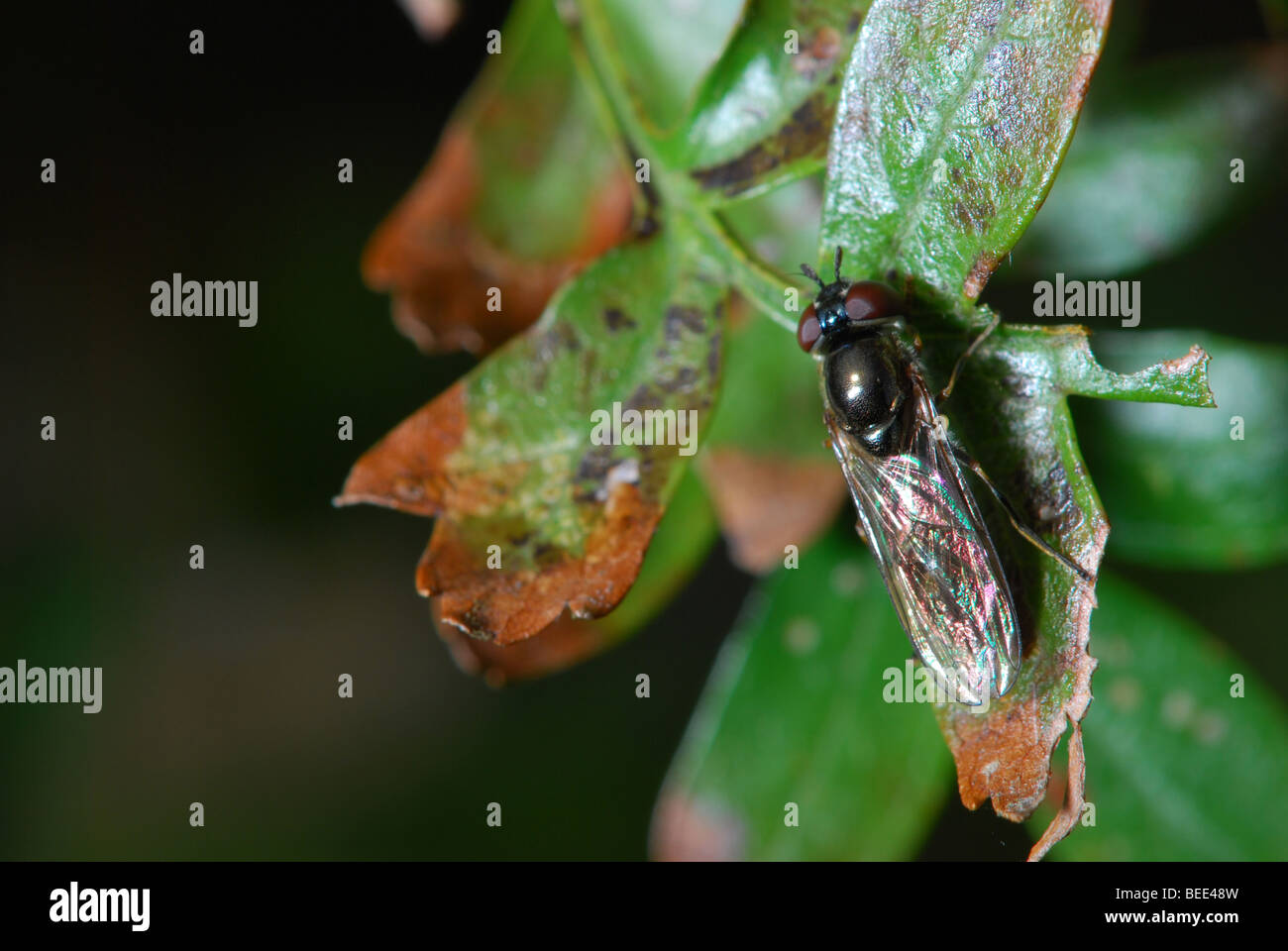 Black winged fly hi-res stock photography and images - Alamy