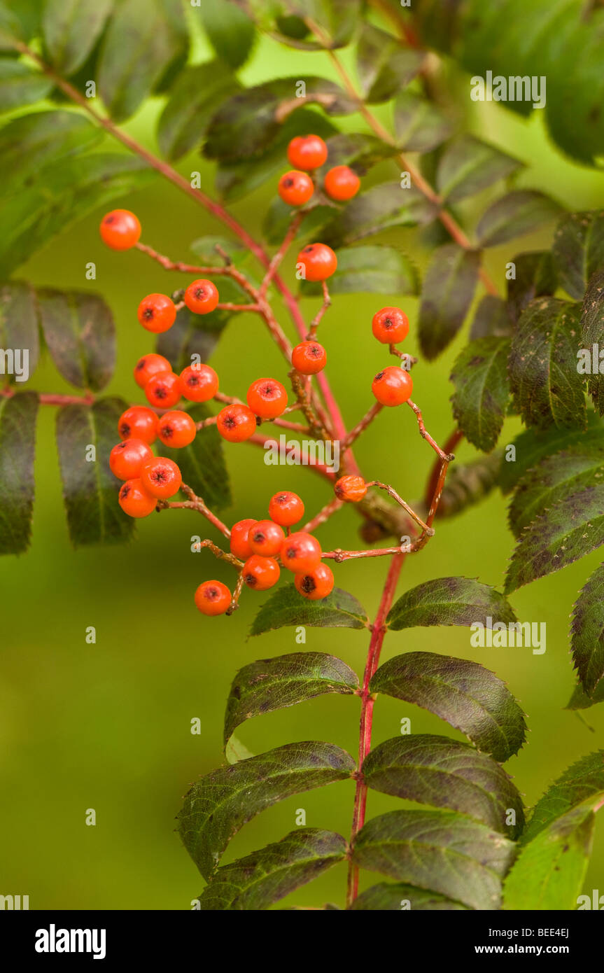 Sorbus commixta Chinese Rowan Stock Photo - Alamy