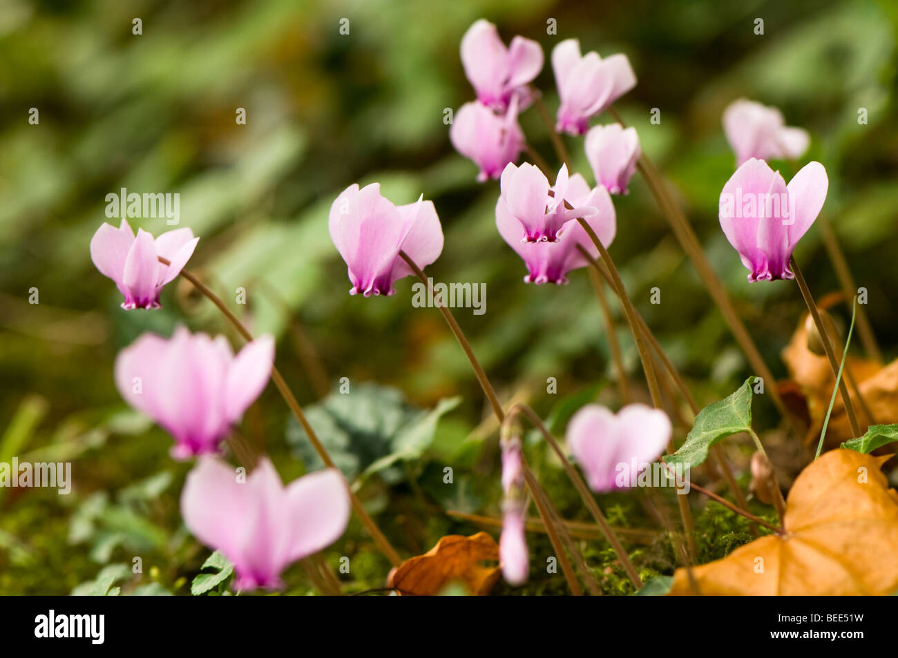 Wild cyclamen in flower Stock Photo - Alamy