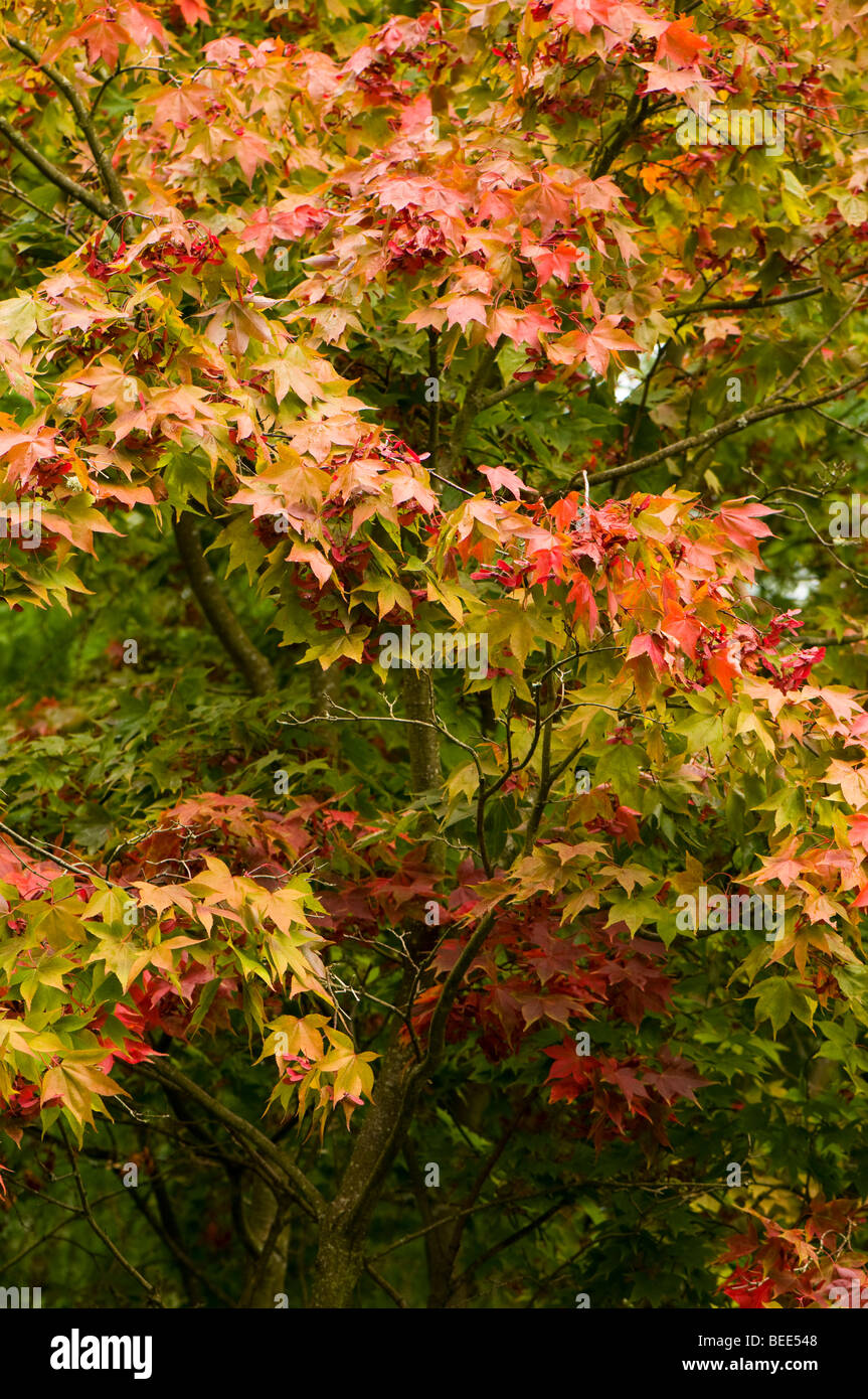Acer palmatum Osakazuki Stock Photo - Alamy