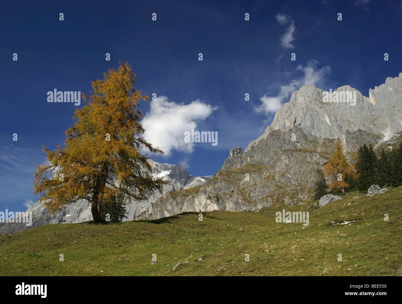 Solitary larch tree in autumn in an alpine mountain landscape ...