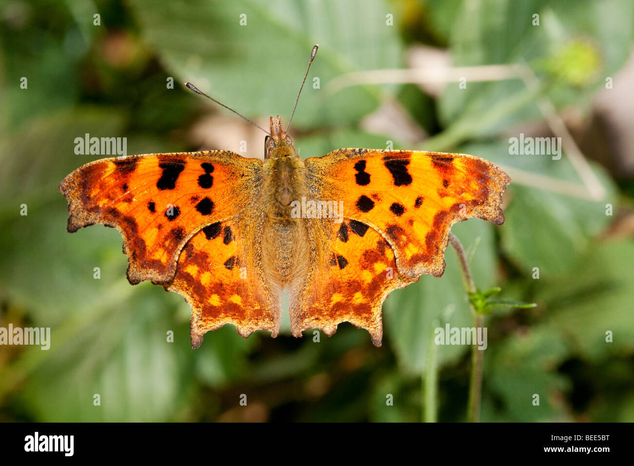 Comma butterfly hi-res stock photography and images - Alamy