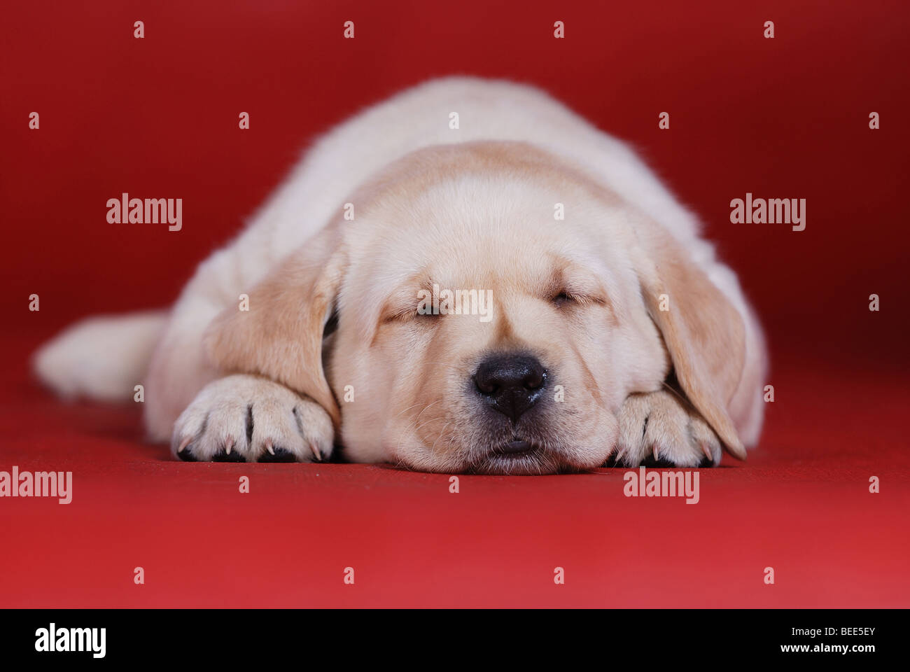 Sleeping yellow labrador retriever puppy portrait on the red background ...
