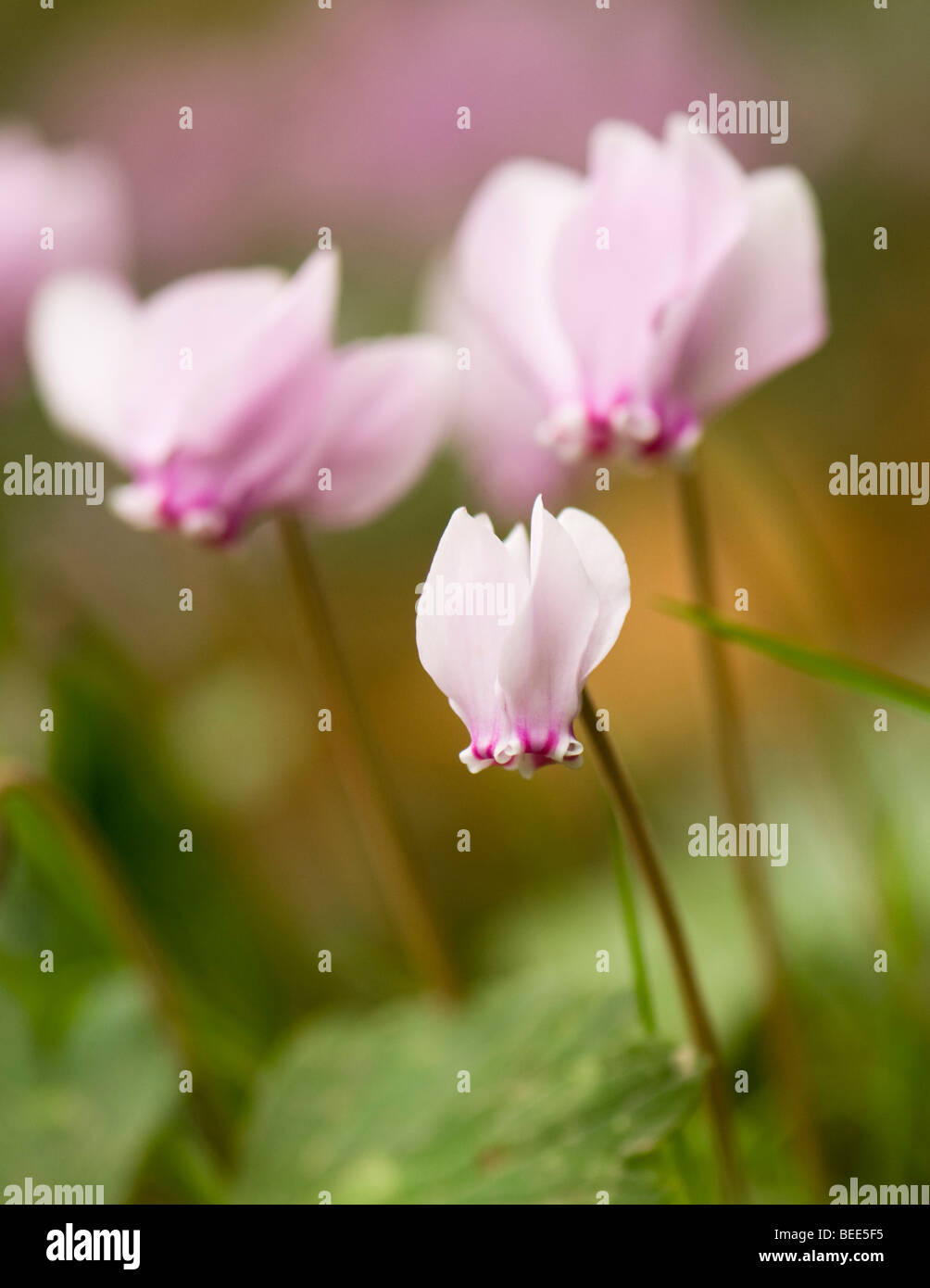 Wild cyclamen in flower Stock Photo - Alamy