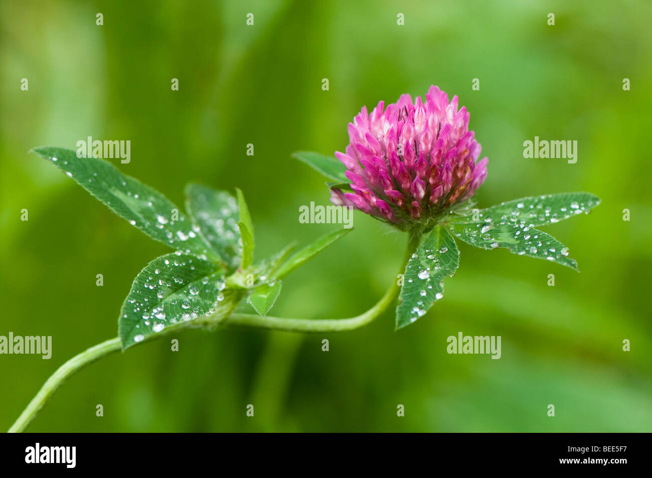 Clover shaped flowers hi-res stock photography and images - Alamy